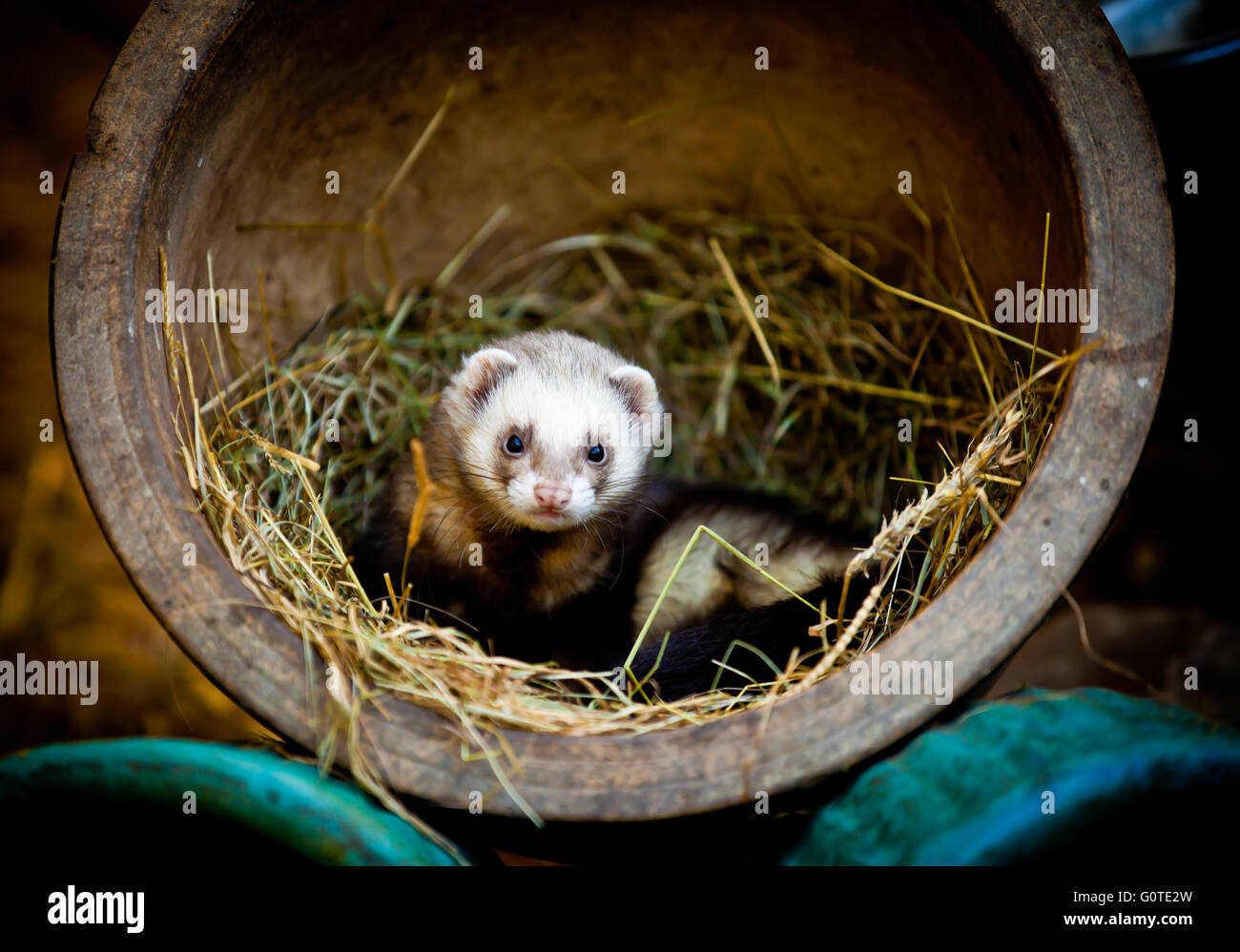 Ferret hi-res stock photography and images - Alamy