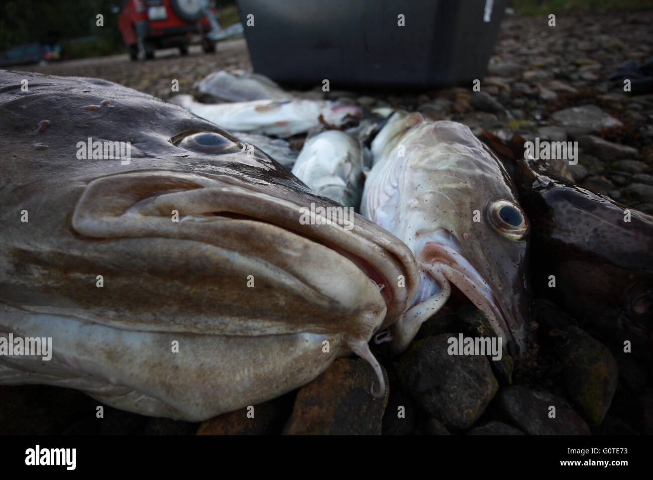 Lying dead at the beach hi-res stock photography and images - Alamy