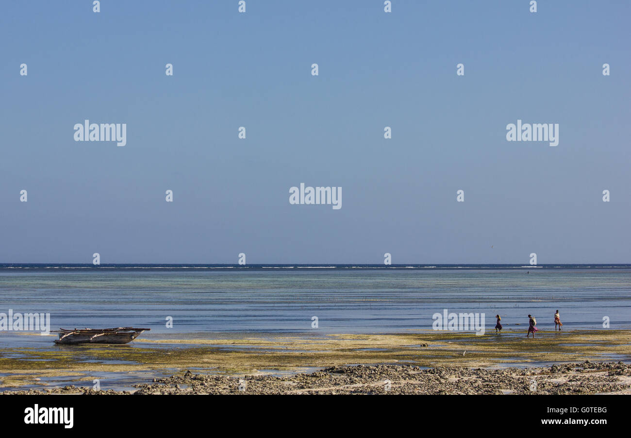 The local ladies collect seaweed from Makunduchi Beach, Zanzibar Stock ...