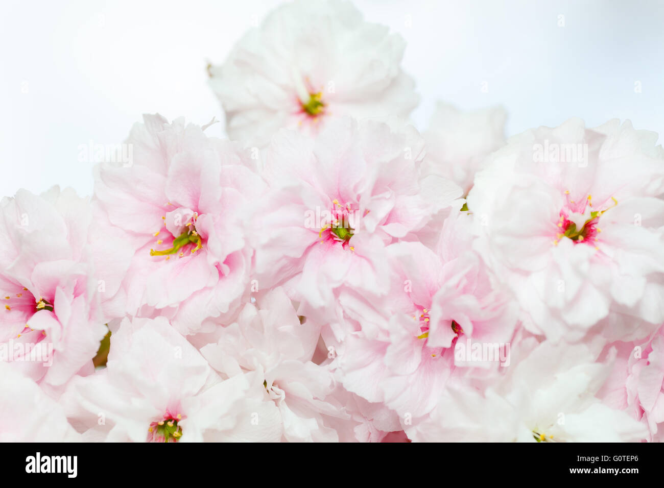 Close up of sakura flowers Stock Photo - Alamy