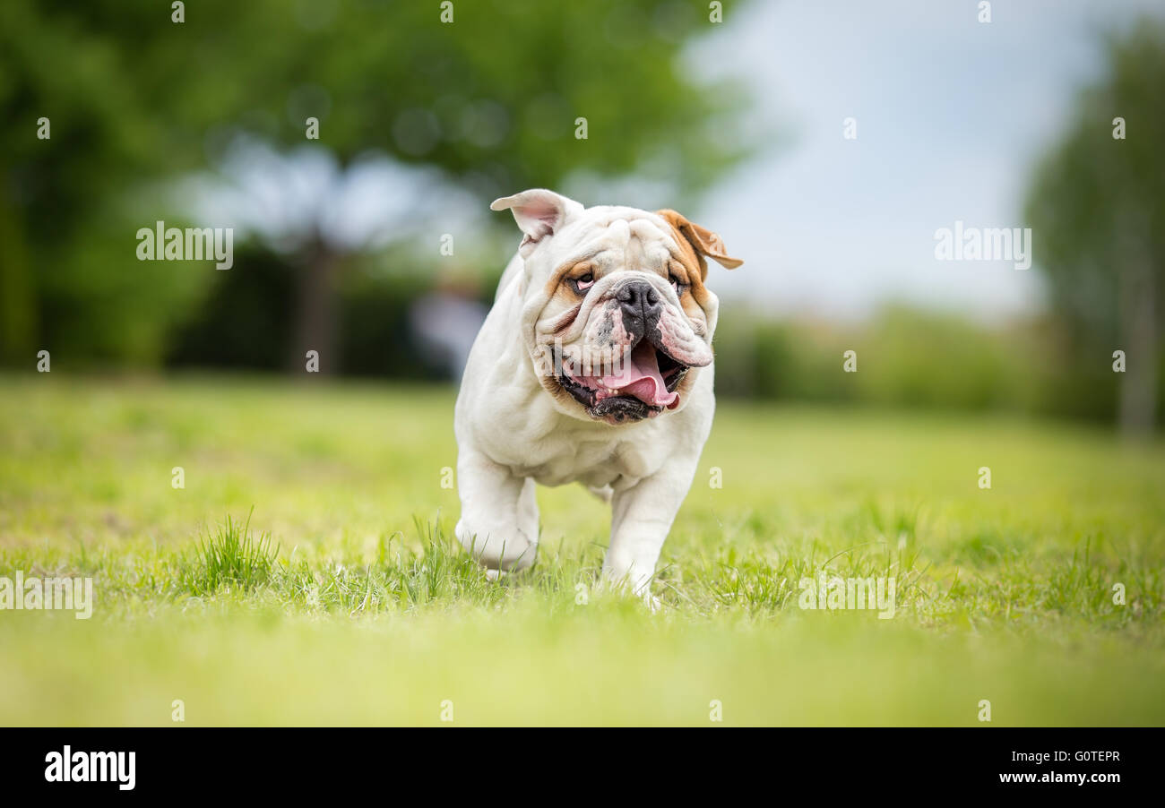 Funny bulldog hi-res stock photography and images - Alamy
