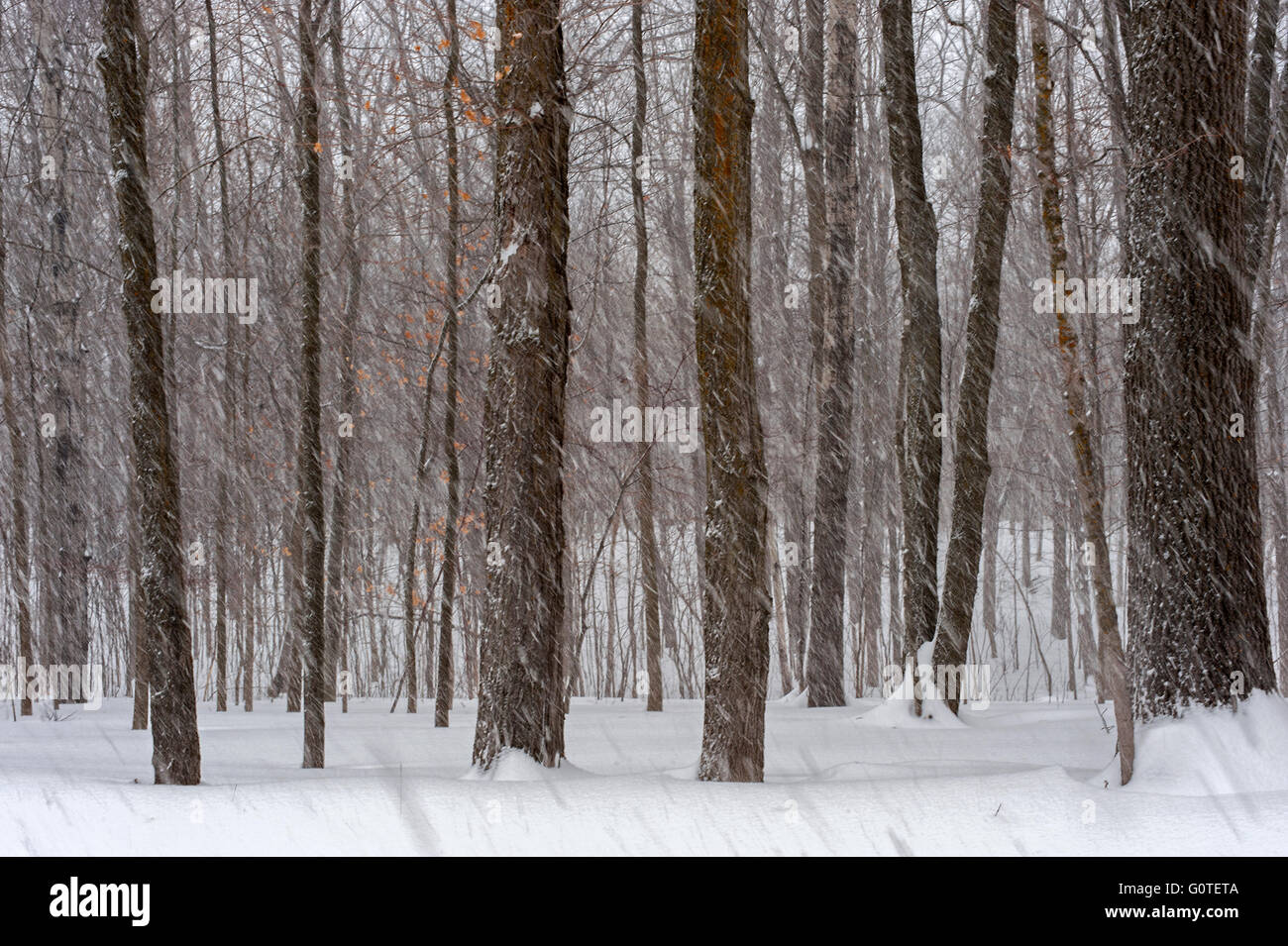 snow falling in forest Stock Photo - Alamy