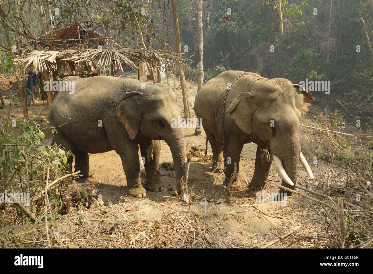 Working elephant, Myanmar Stock Photo - Alamy