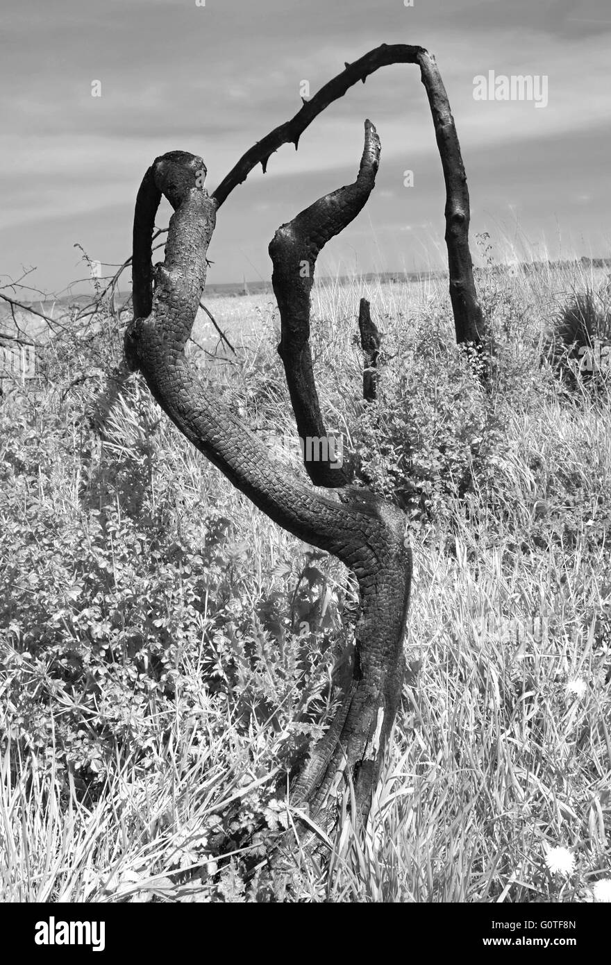 Fire flowers Black and White Stock Photos & Images - Alamy
