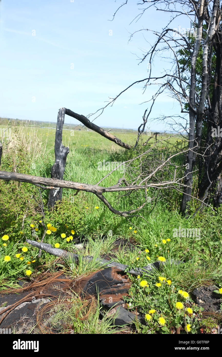 Burnt and twisted trees after a hedgerow fire, with new growth starting ...