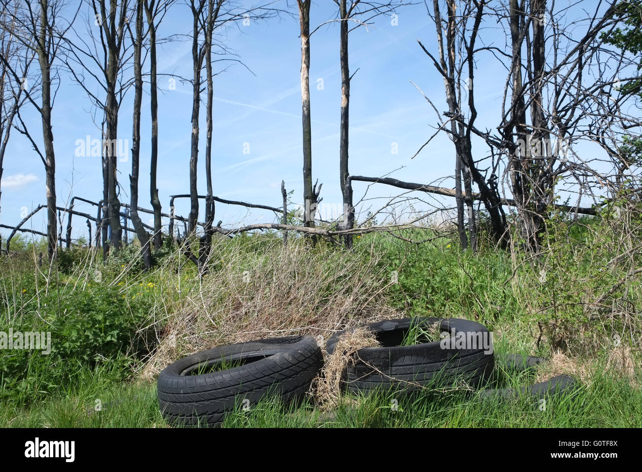 Burnt and twisted trees after a hedgerow fire, with new growth starting ...