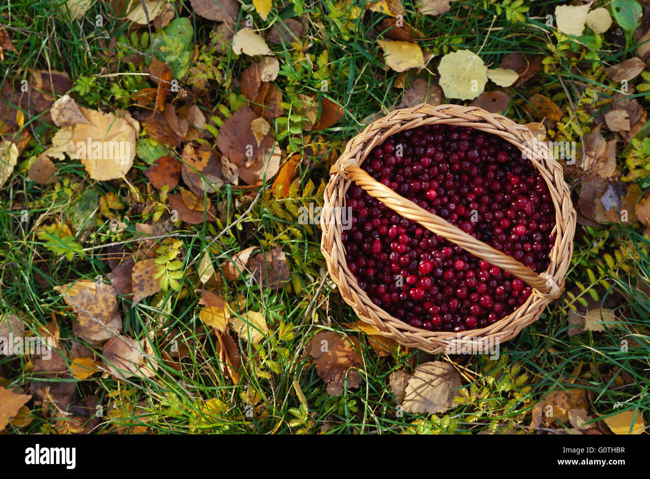 Cranberry basket hi-res stock photography and images - Alamy