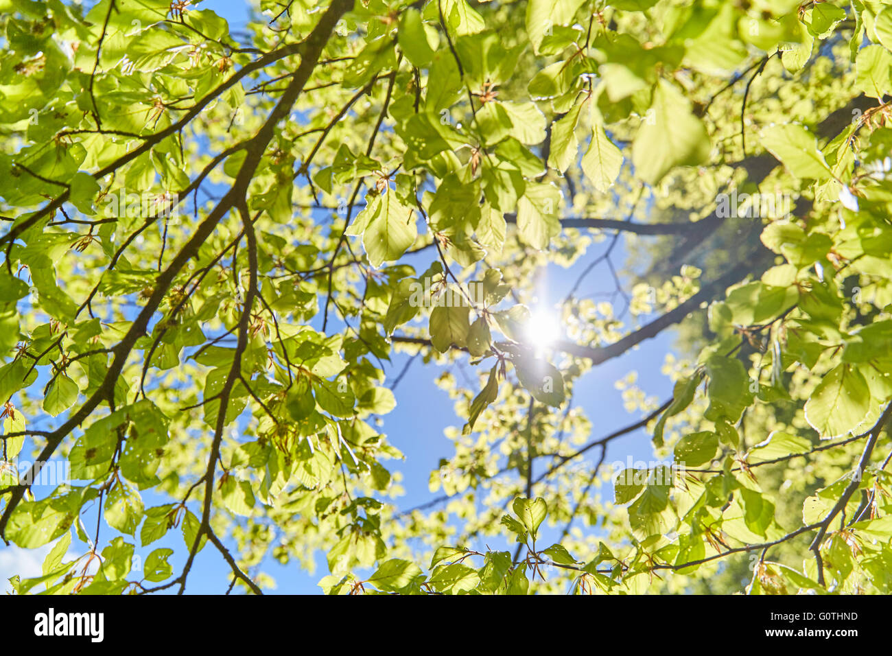Sun shining through the green leaves of a tree in under the blue sky in ...