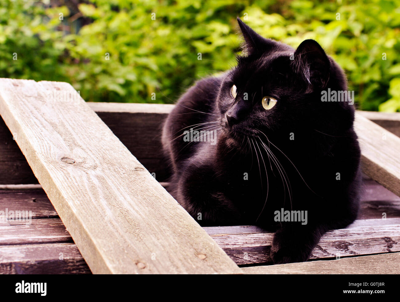 Cat sitting on a desk hi-res stock photography and images - Alamy
