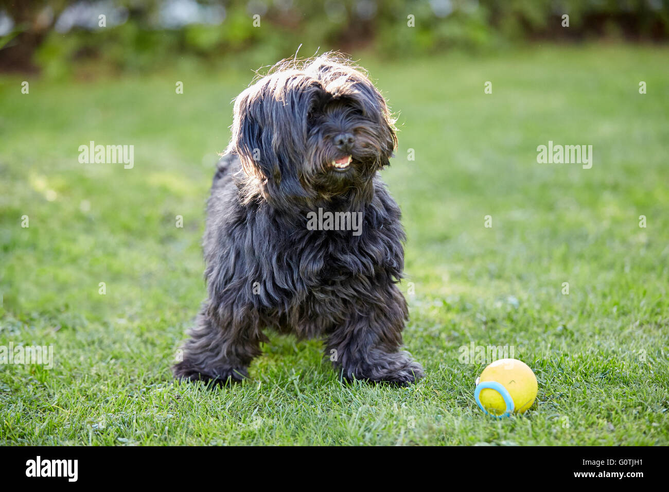 Black havanese dog playing with a yellow ball in the garden Stock Photo ...
