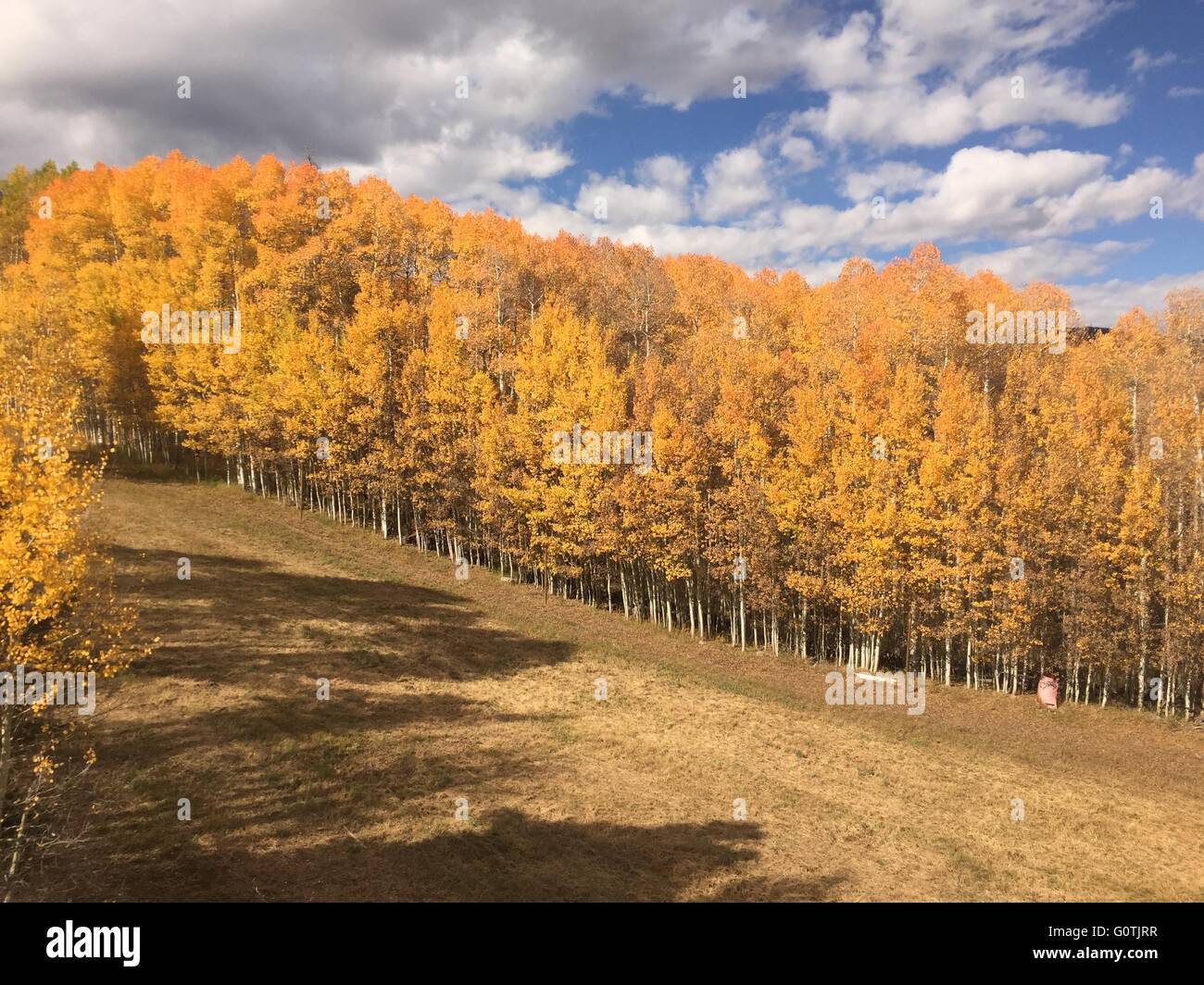 Forest landscape, Vail, Colorado, America, USA Stock Photo - Alamy