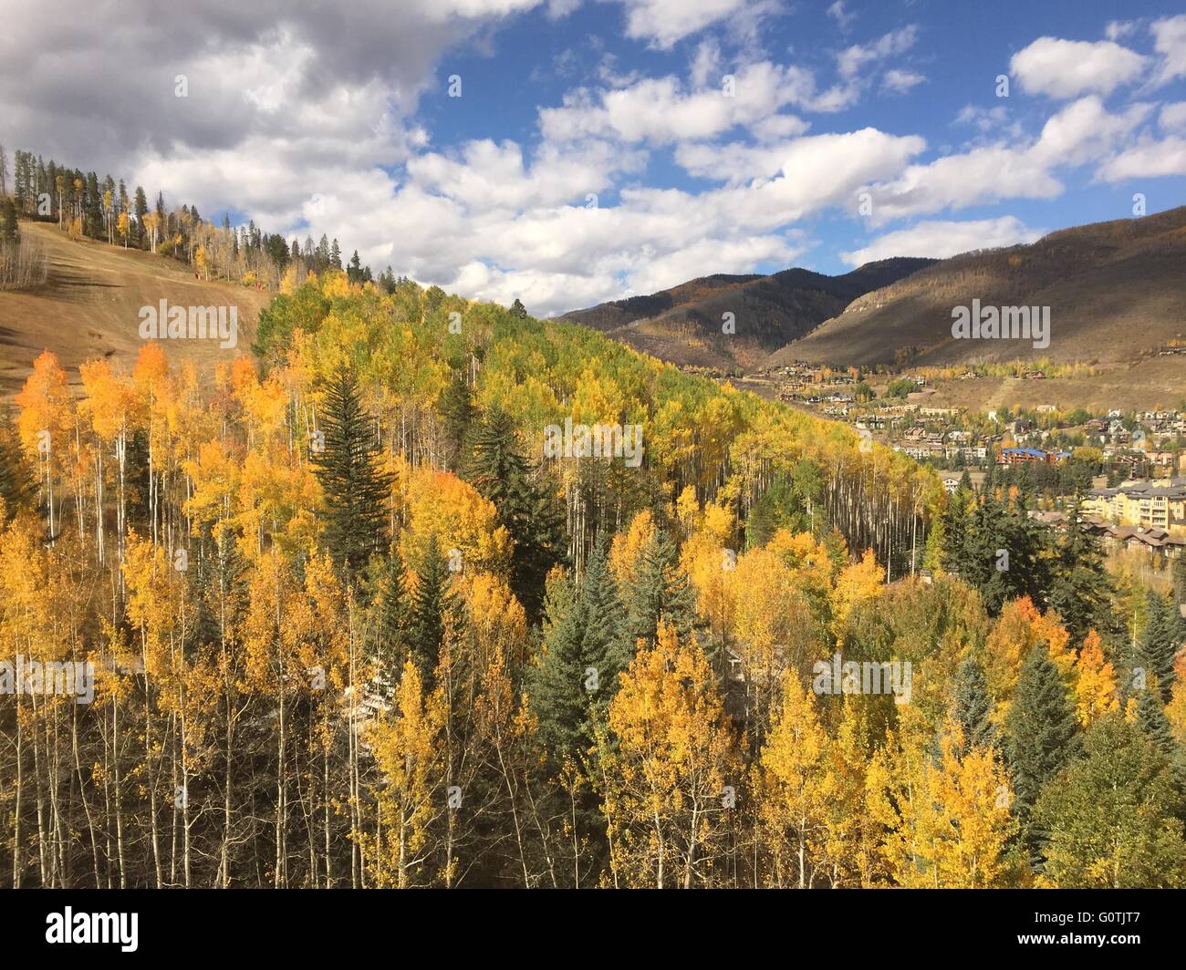 Forest landscape, Vail, Colorado, America, USA Stock Photo - Alamy