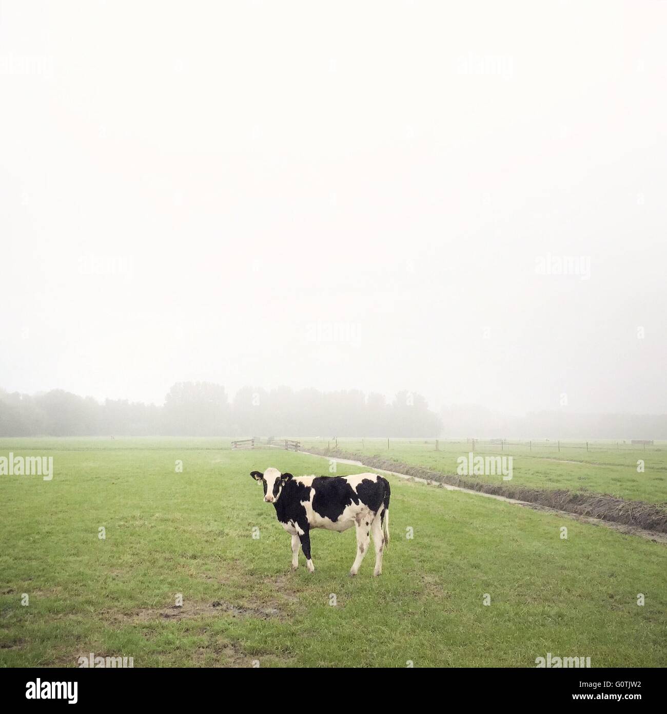 Cow standing in a field in mist hi-res stock photography and images - Alamy