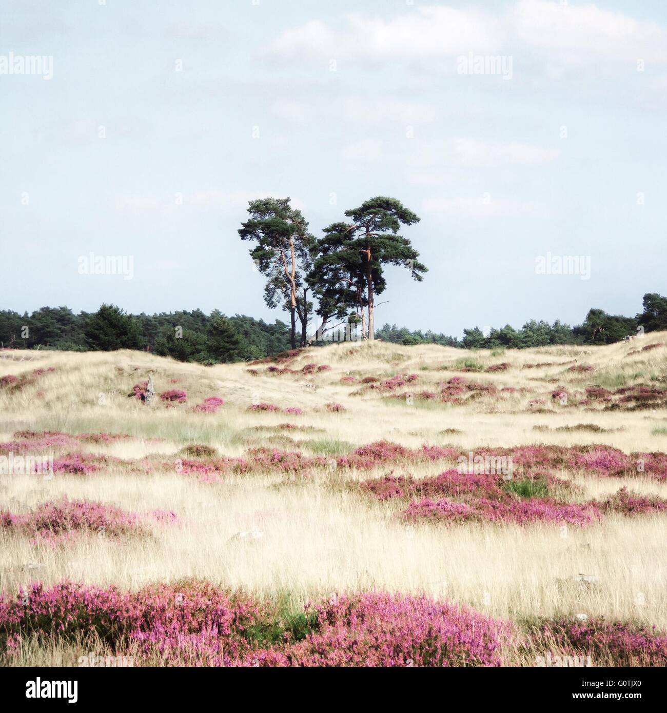 Hoge veluwe national park hi-res stock photography and images - Alamy