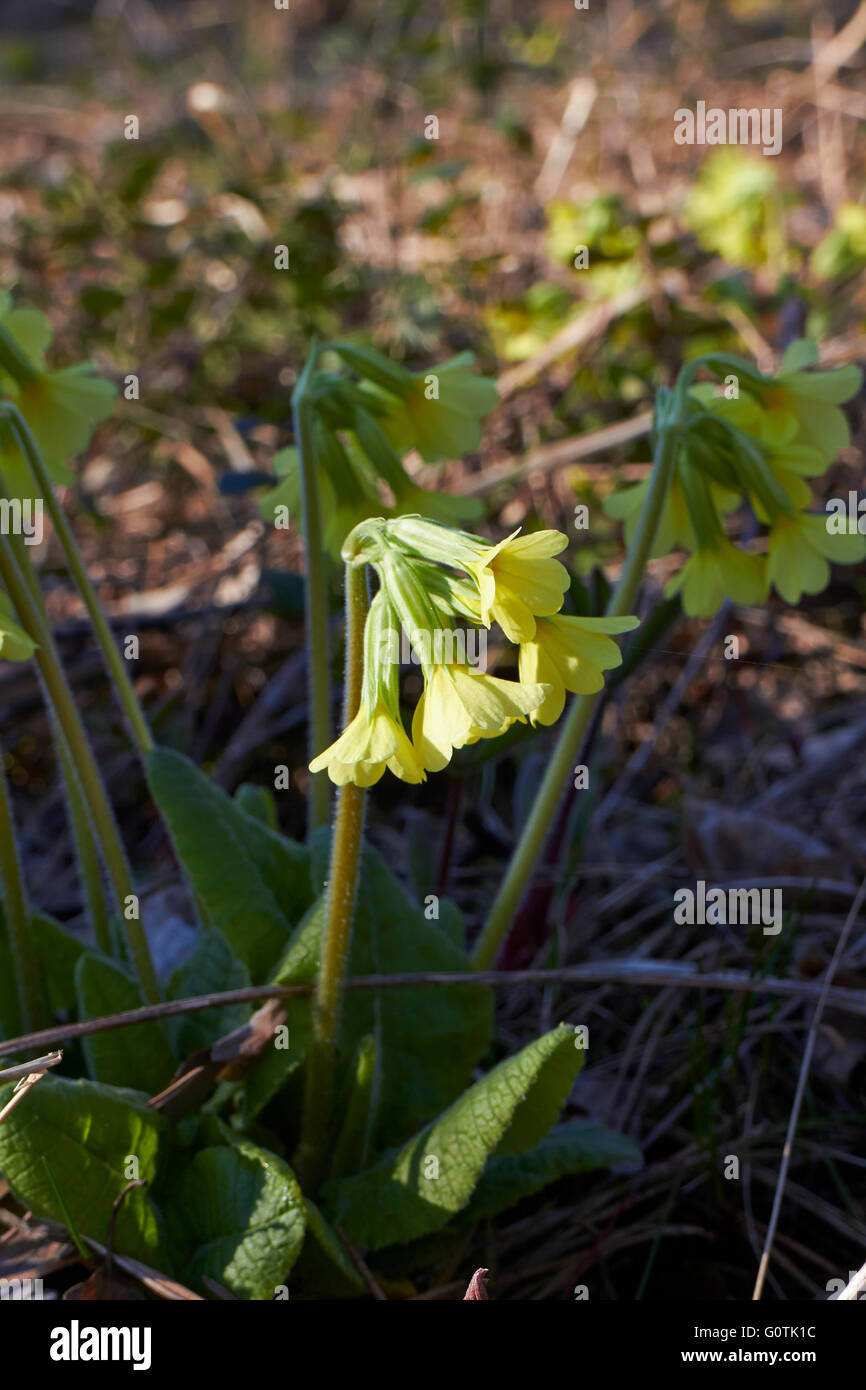 Oxlip hi-res stock photography and images - Alamy