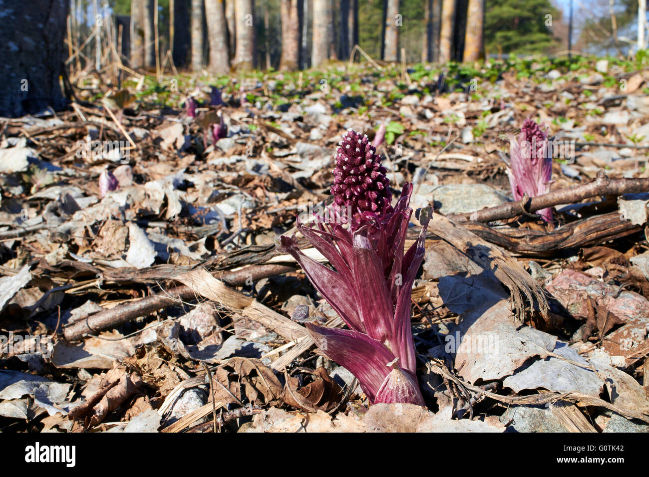 Petasites hybridus hi-res stock photography and images - Alamy