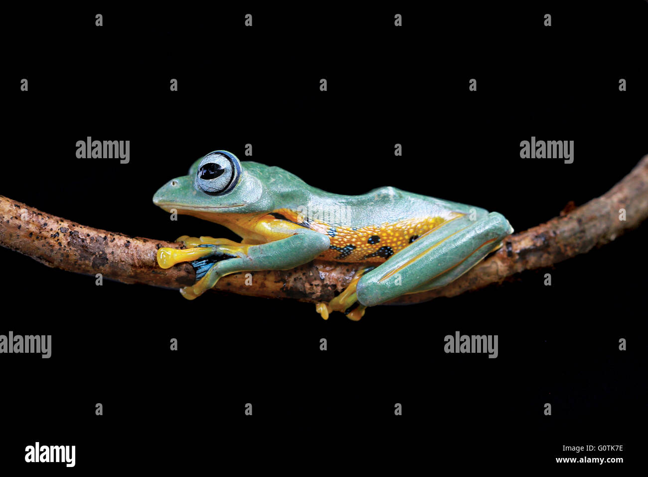 Javan gliding tree frog hi-res stock photography and images - Alamy