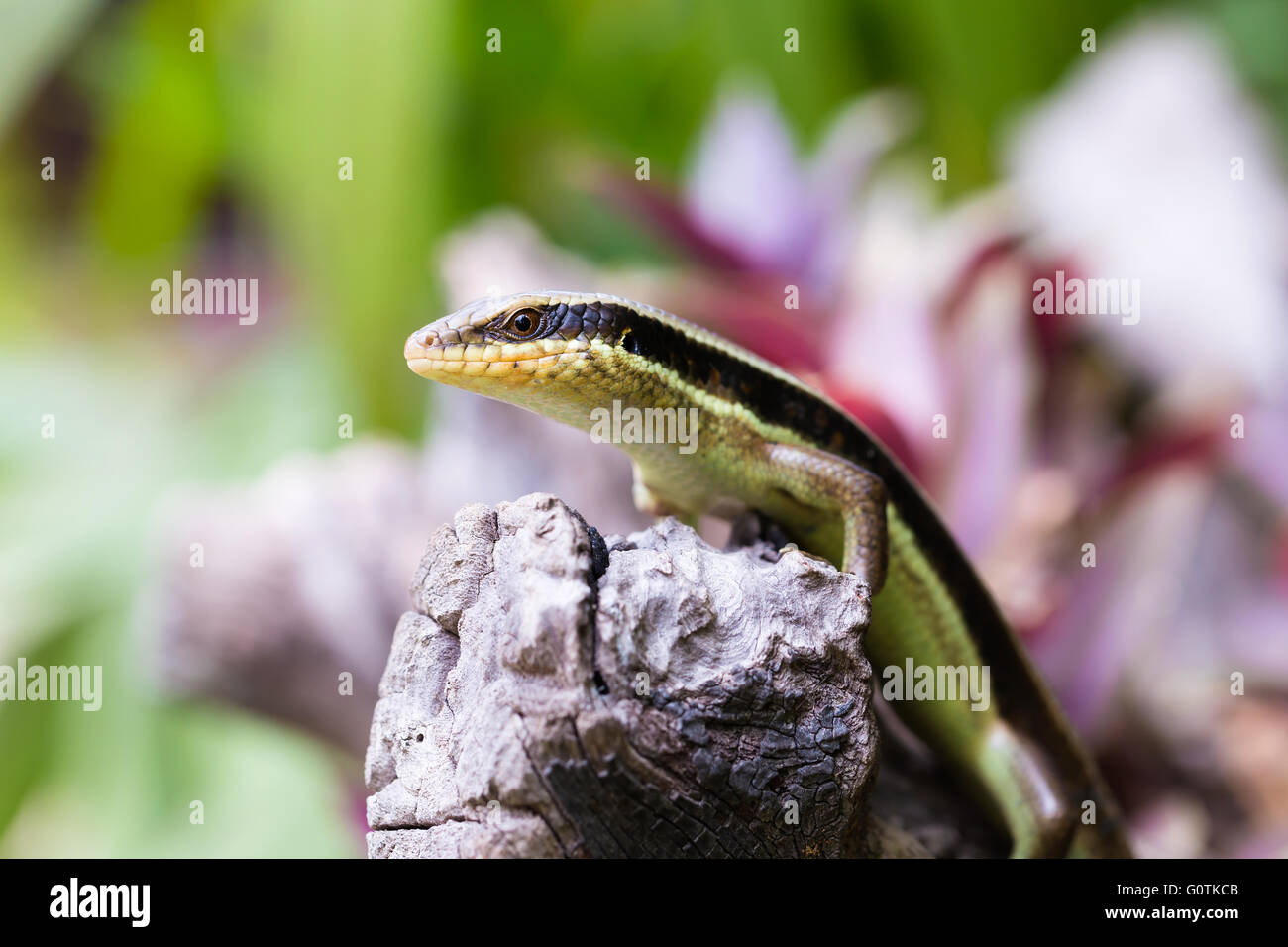 Thailand reptiles hi-res stock photography and images - Alamy