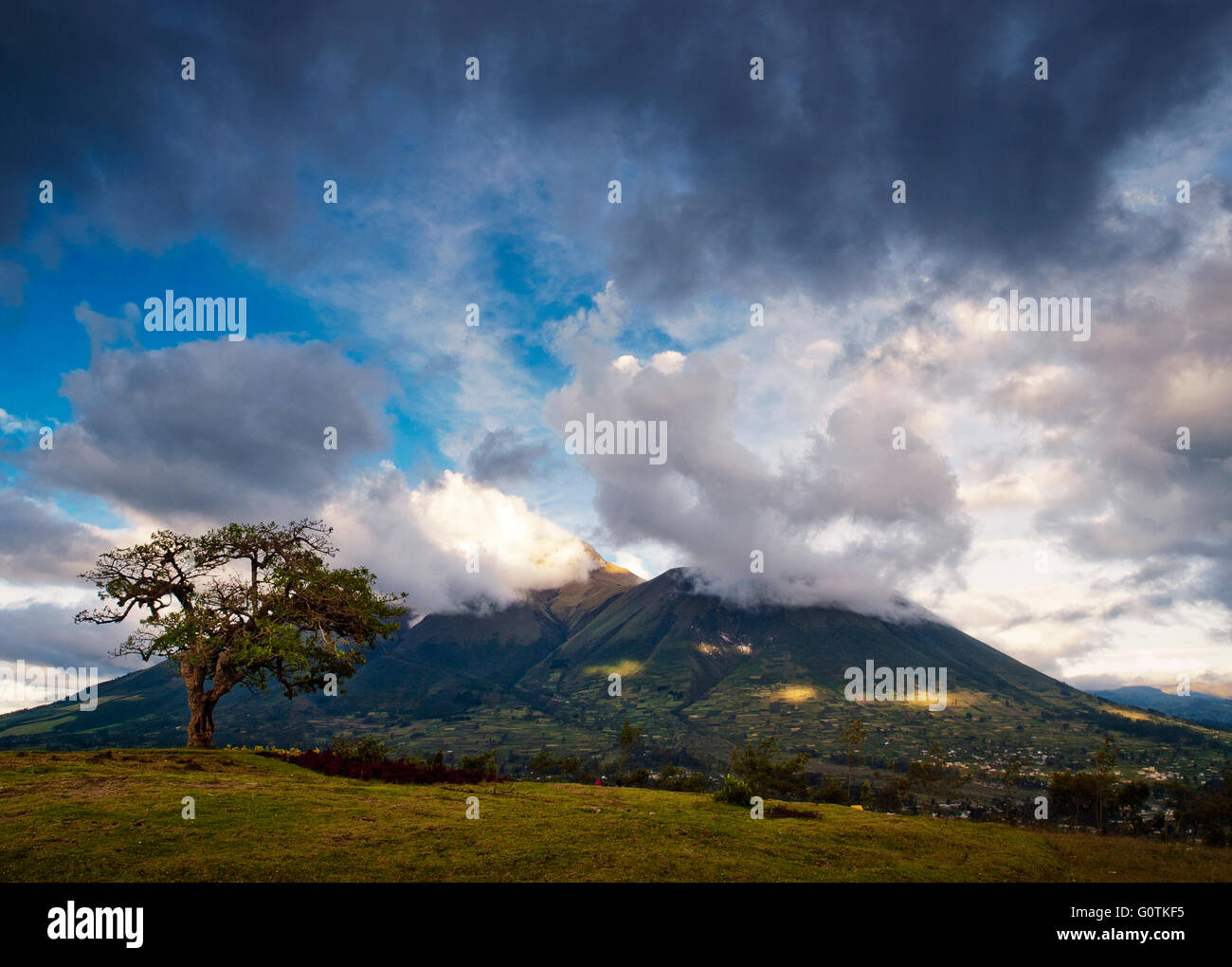 El Lechero sacred tree and Imbabura volcano, Otavalo, Imbabura, Ecuador ...