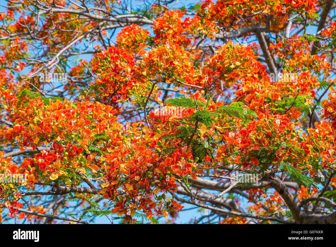 Mauritius flamboyant tree flame tree hi-res stock photography and ...