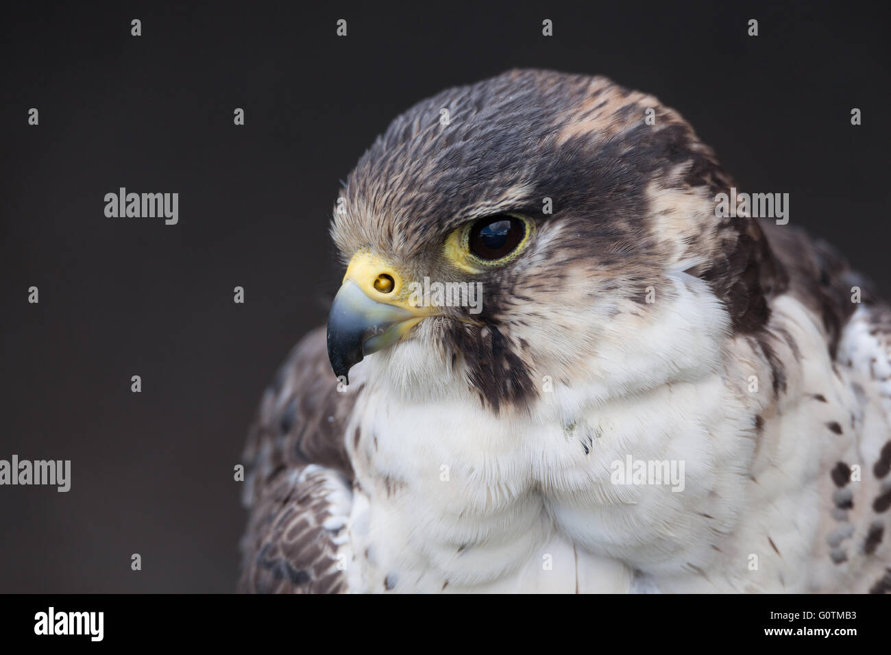 perigrine falcon close up Stock Photo - Alamy