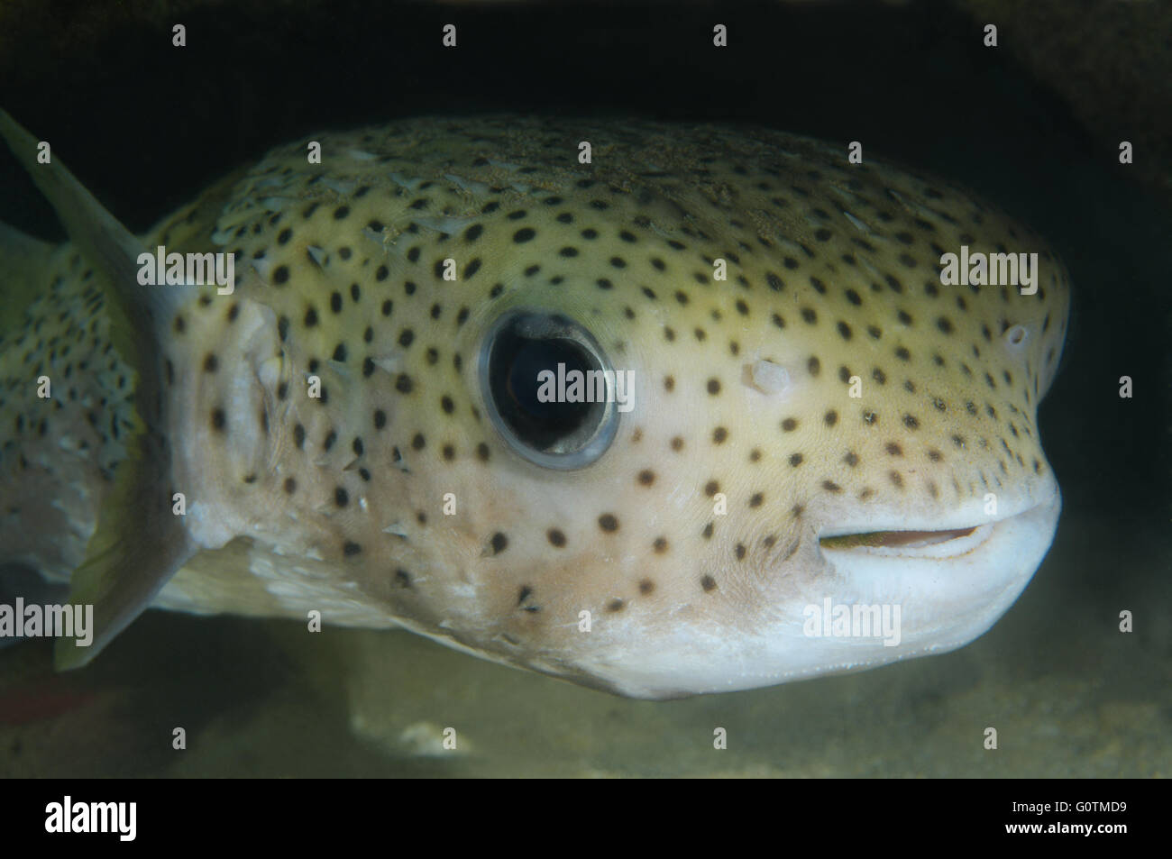 Black spot pufferfish hi-res stock photography and images - Alamy