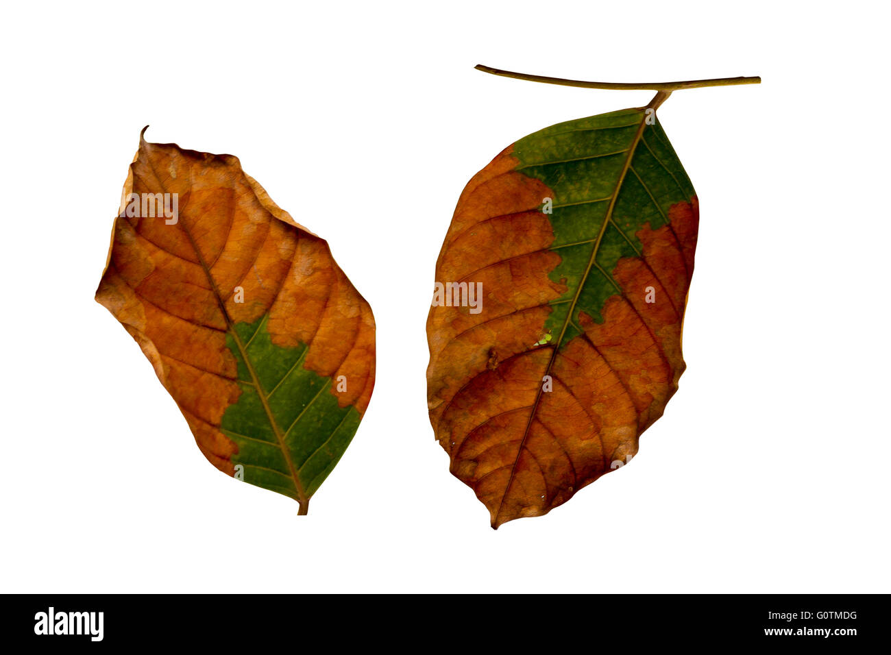 Dry leaves and branches Cut Out Stock Images & Pictures - Alamy