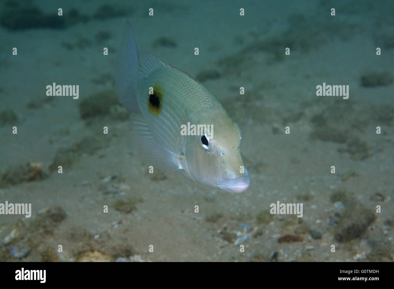 Bossu hi-res stock photography and images - Alamy