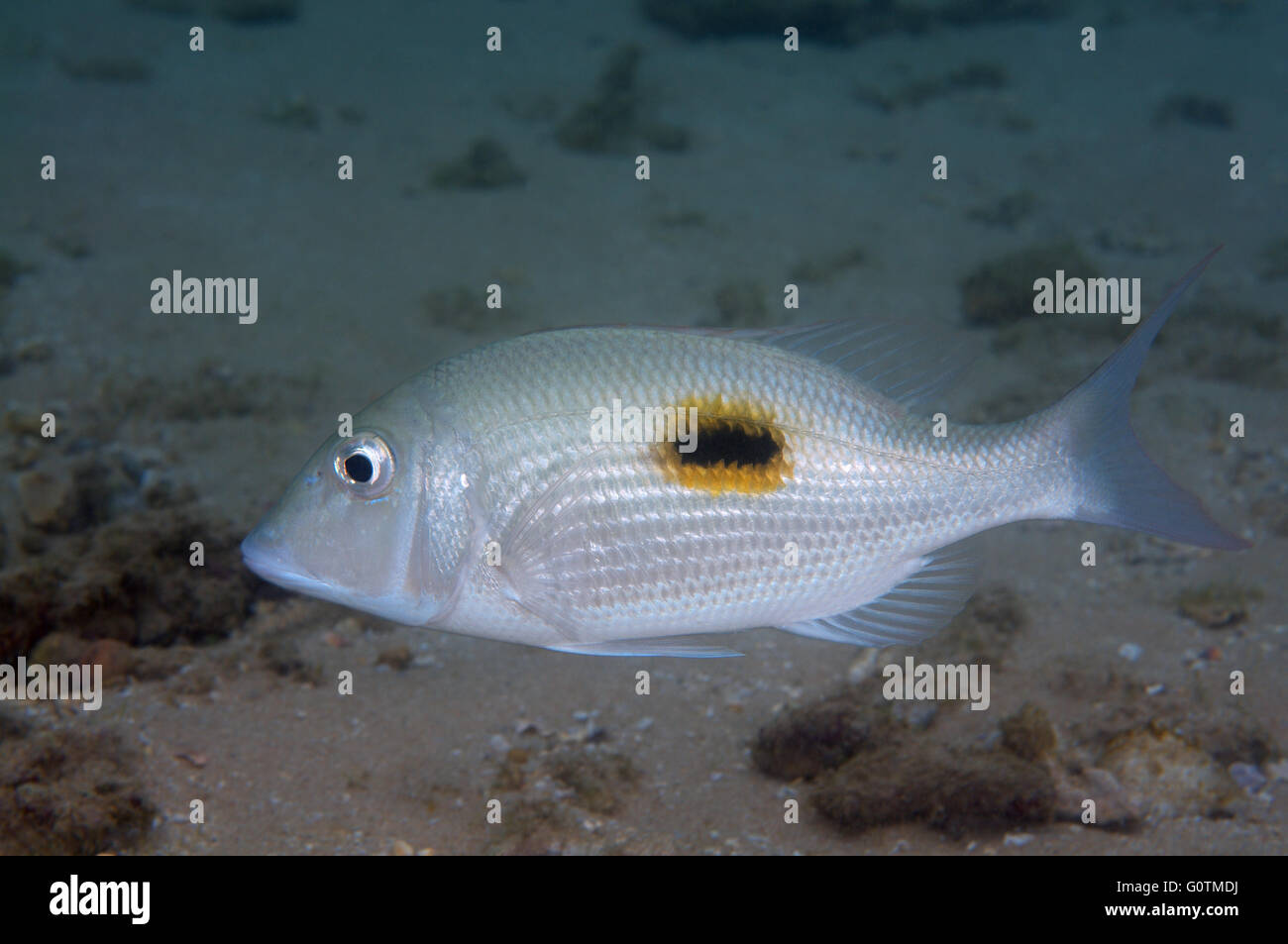 Emperor fish hi-res stock photography and images - Alamy