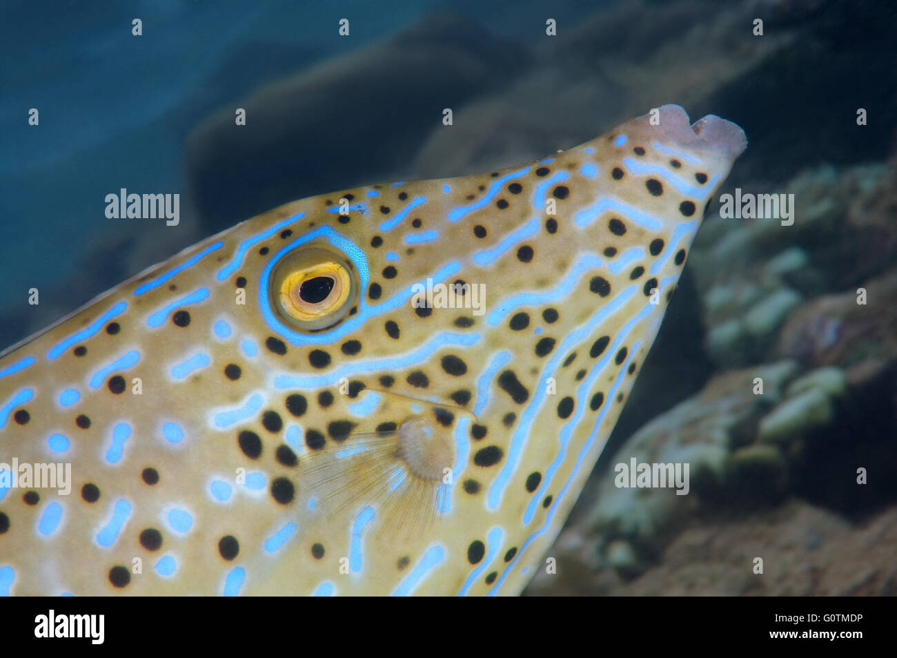 Broom filefish hi-res stock photography and images - Alamy