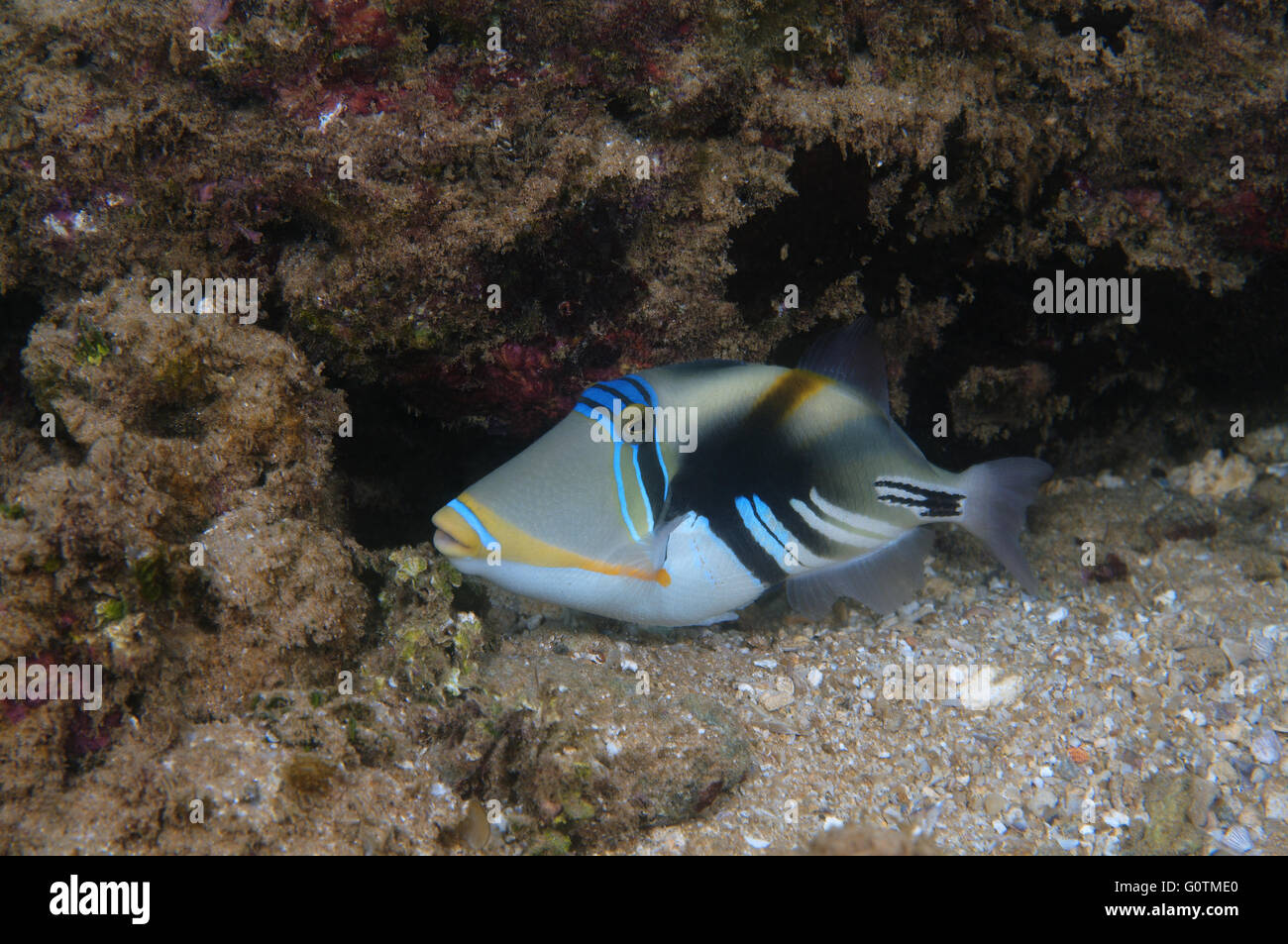 blackbar triggerfish, Picasso triggerfish, Picassofish, Jamal or lagoon ...