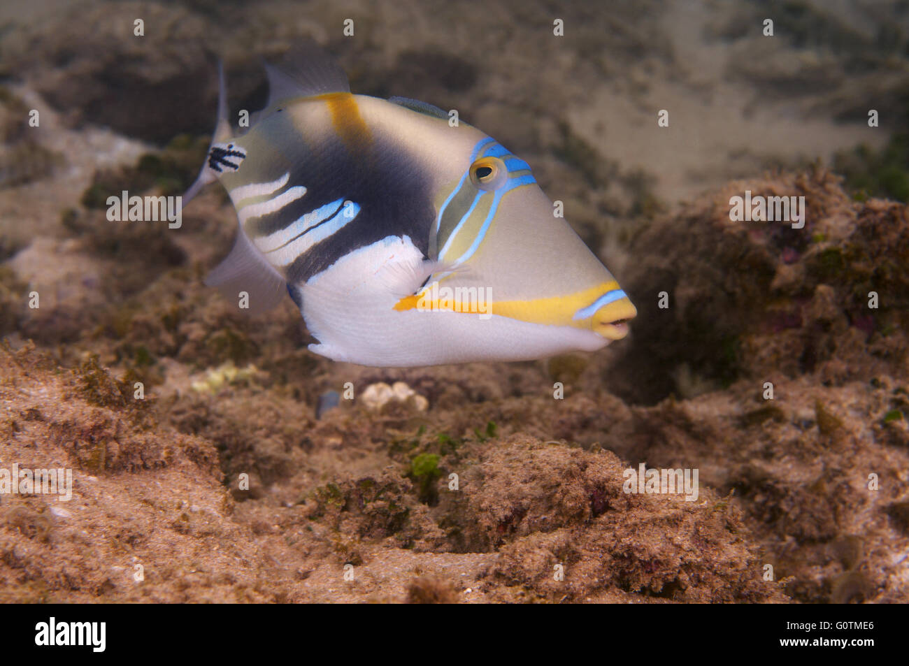 Picasso trigger hi-res stock photography and images - Alamy