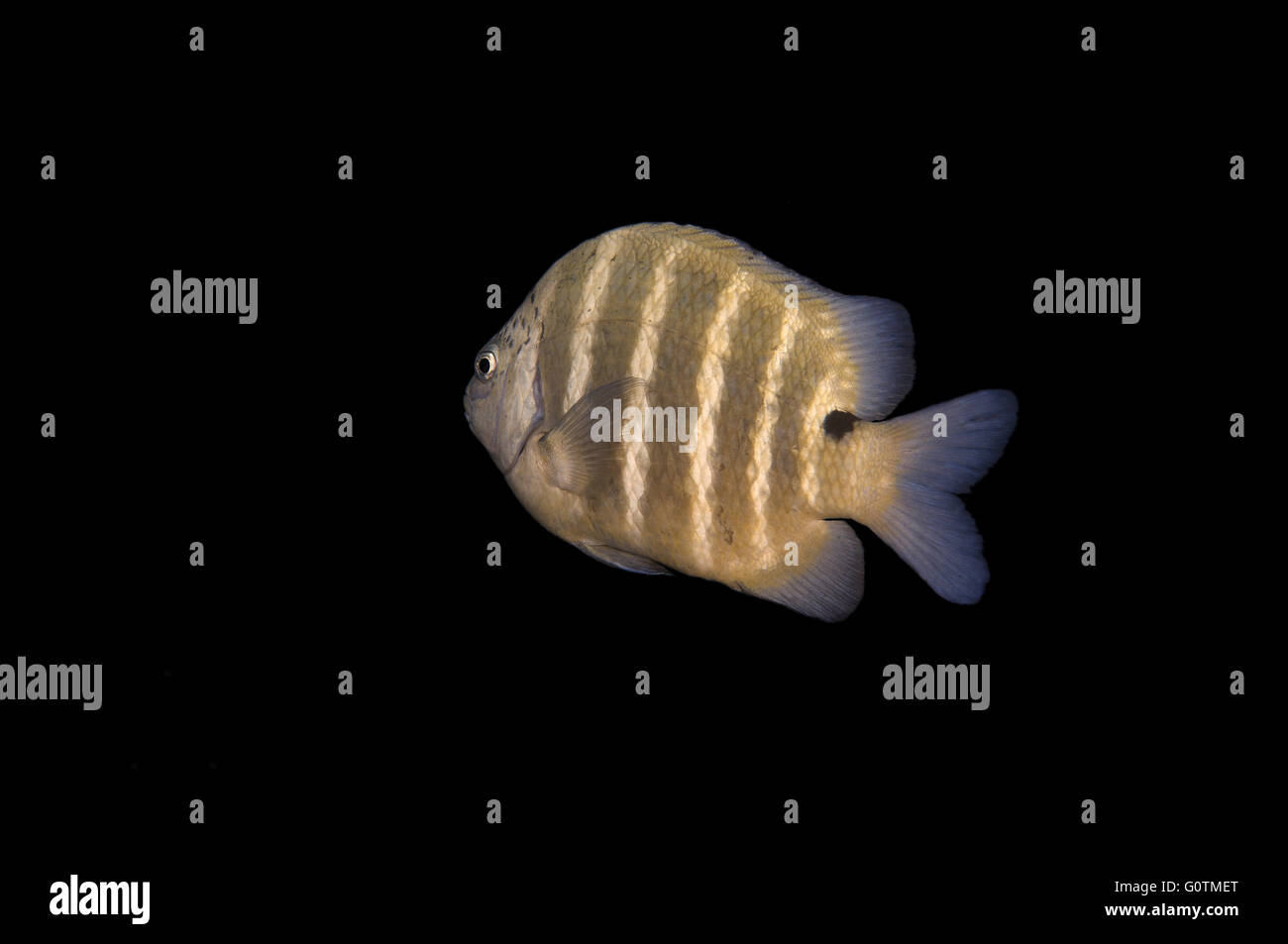 Band sergeant major hi-res stock photography and images - Alamy