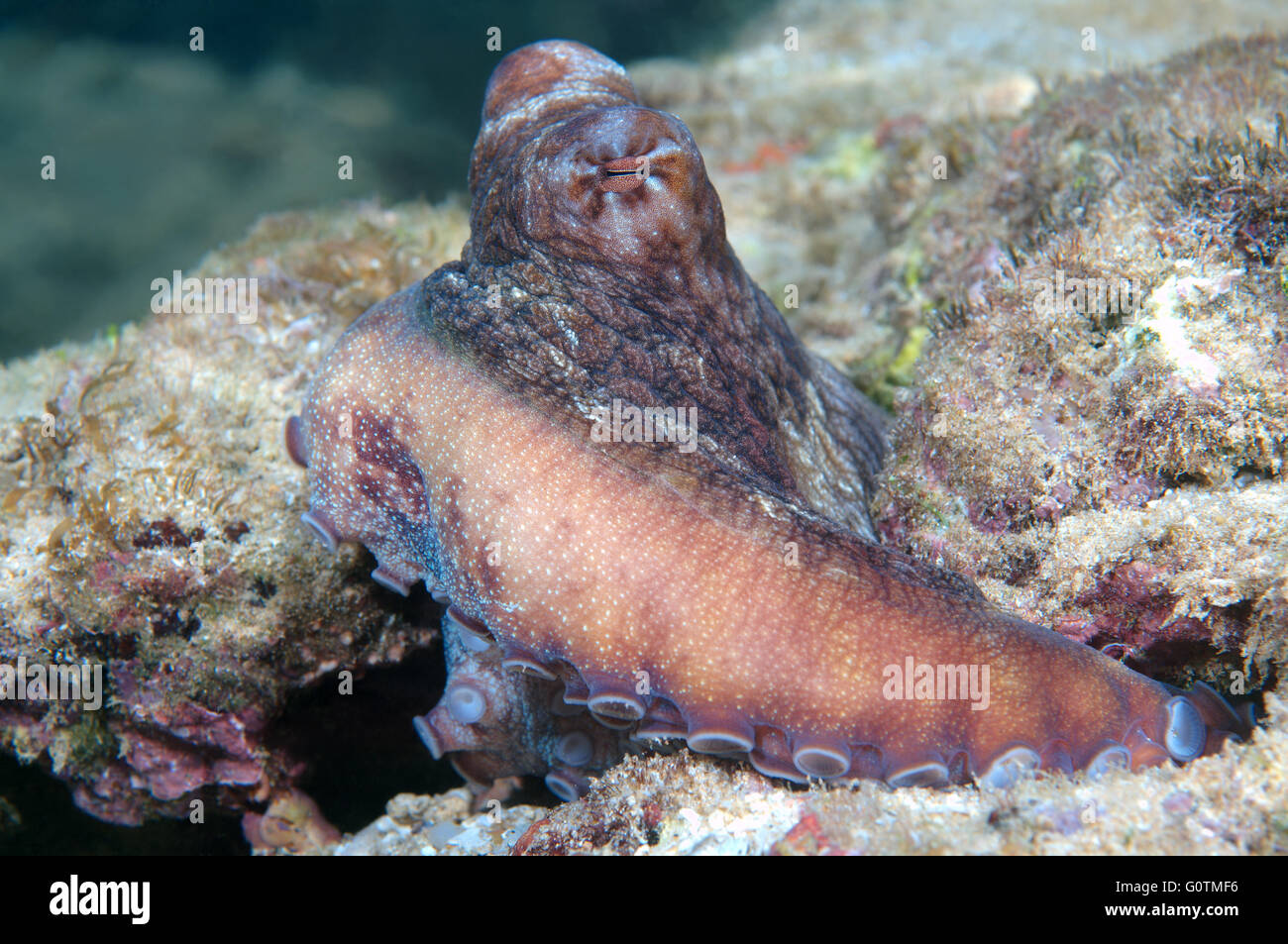 Cyane's octopus, Big Red Octopus, White-spotted octopus or grass ...
