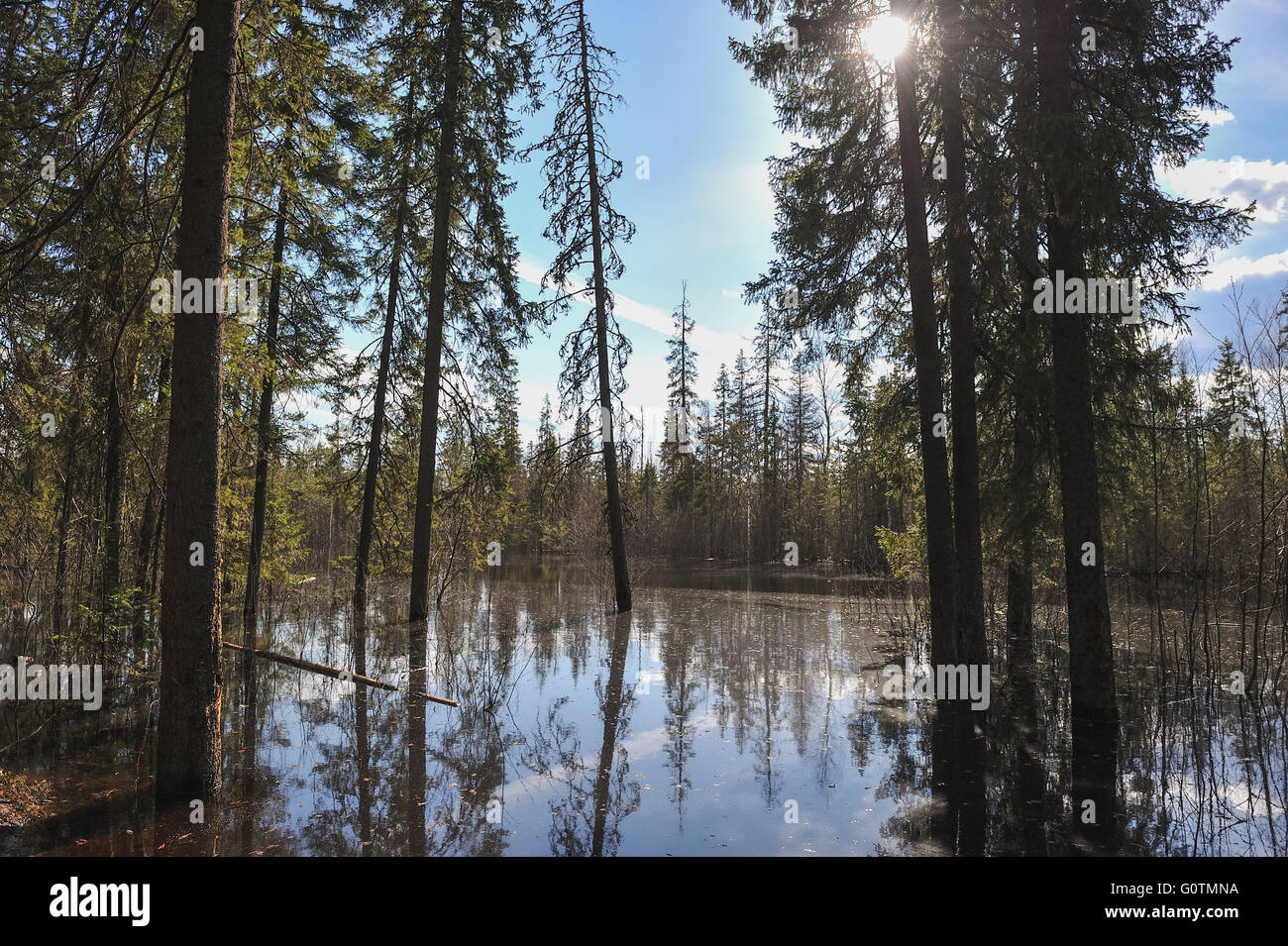 Flood in the taiga forest Stock Photo - Alamy