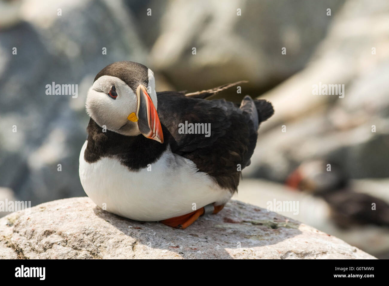 Atlantic Puffin Sitting on a Rock, Canada Stock Photo - Alamy