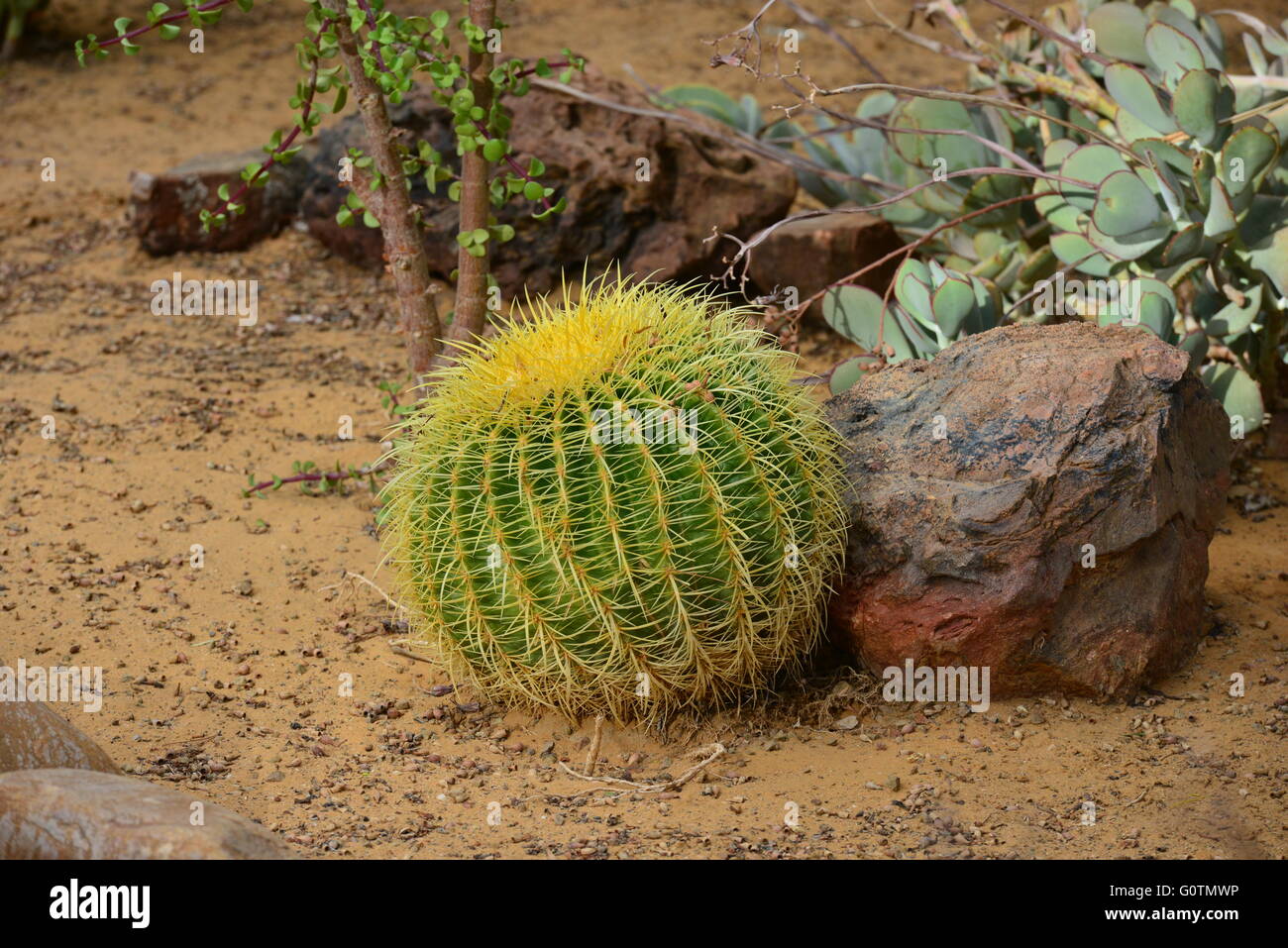 Cactus ball in South Africa Stock Photo - Alamy