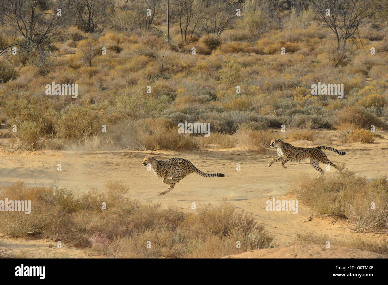Cheetahs running after a Lure Stock Photo - Alamy