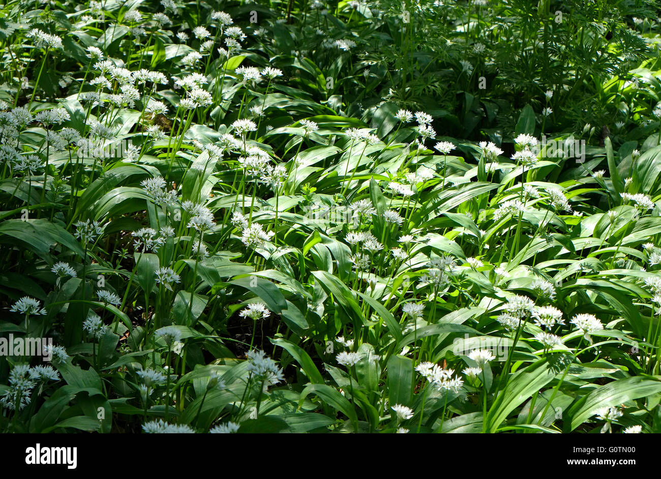 wild garlic growing in woodland setting, norfolk, england Stock Photo ...