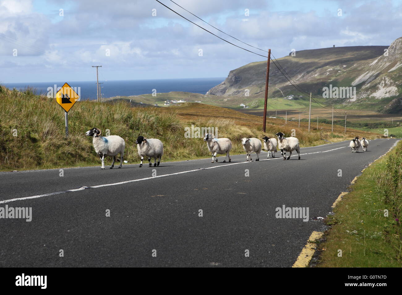 Rush hour in Ireland, sheep on a country road, Mayo Stock Photo - Alamy