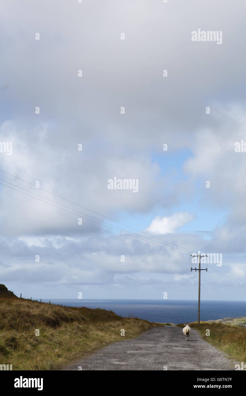 Rush hour in Ireland, sheep on a country road, Mayo Stock Photo - Alamy