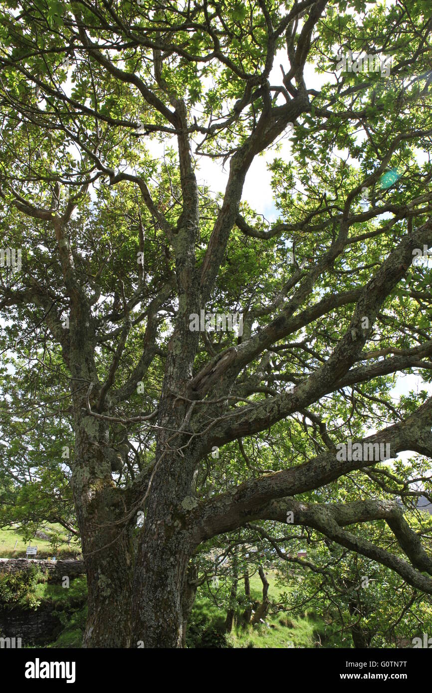 Ulster tree hi-res stock photography and images - Alamy