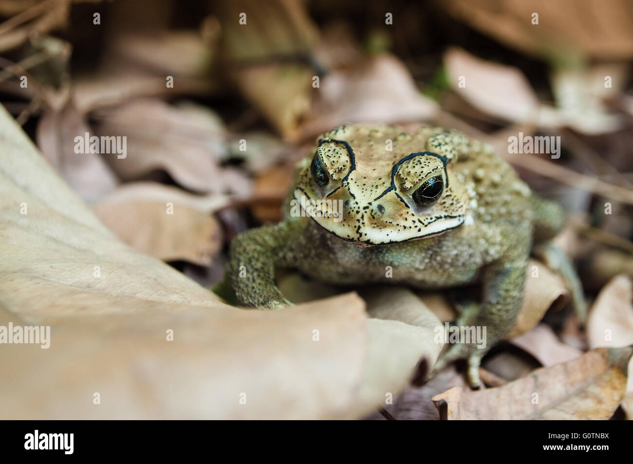 Asian common toad (duttaphrynus melanostictus) on brown leaves. Also ...