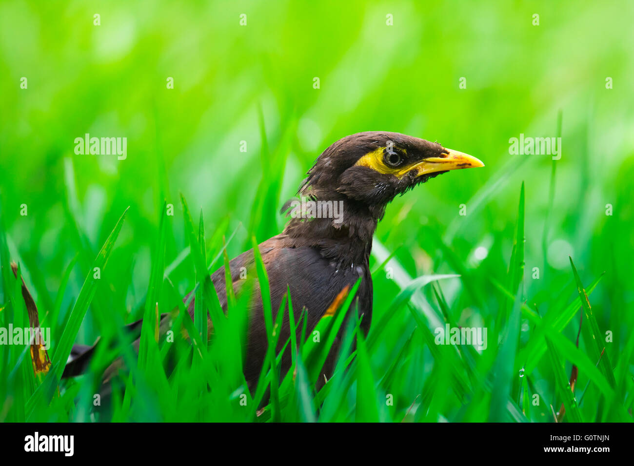 Mynah hi-res stock photography and images - Alamy