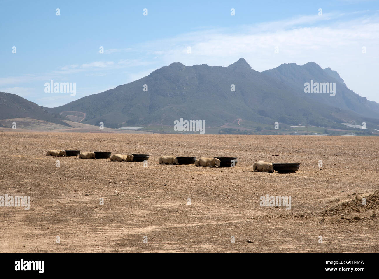 Sheep laying by feeding containers in the Swartland region of South ...