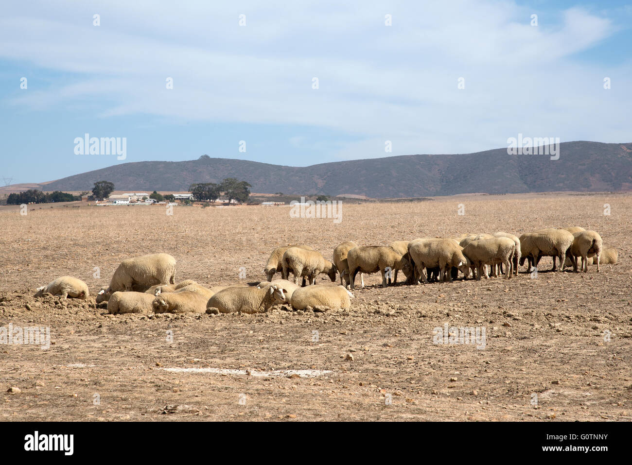 Sheep farming in south africa hi-res stock photography and images - Alamy
