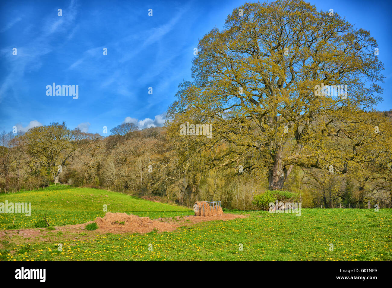 "Field of Dreams Stock Photo - Alamy