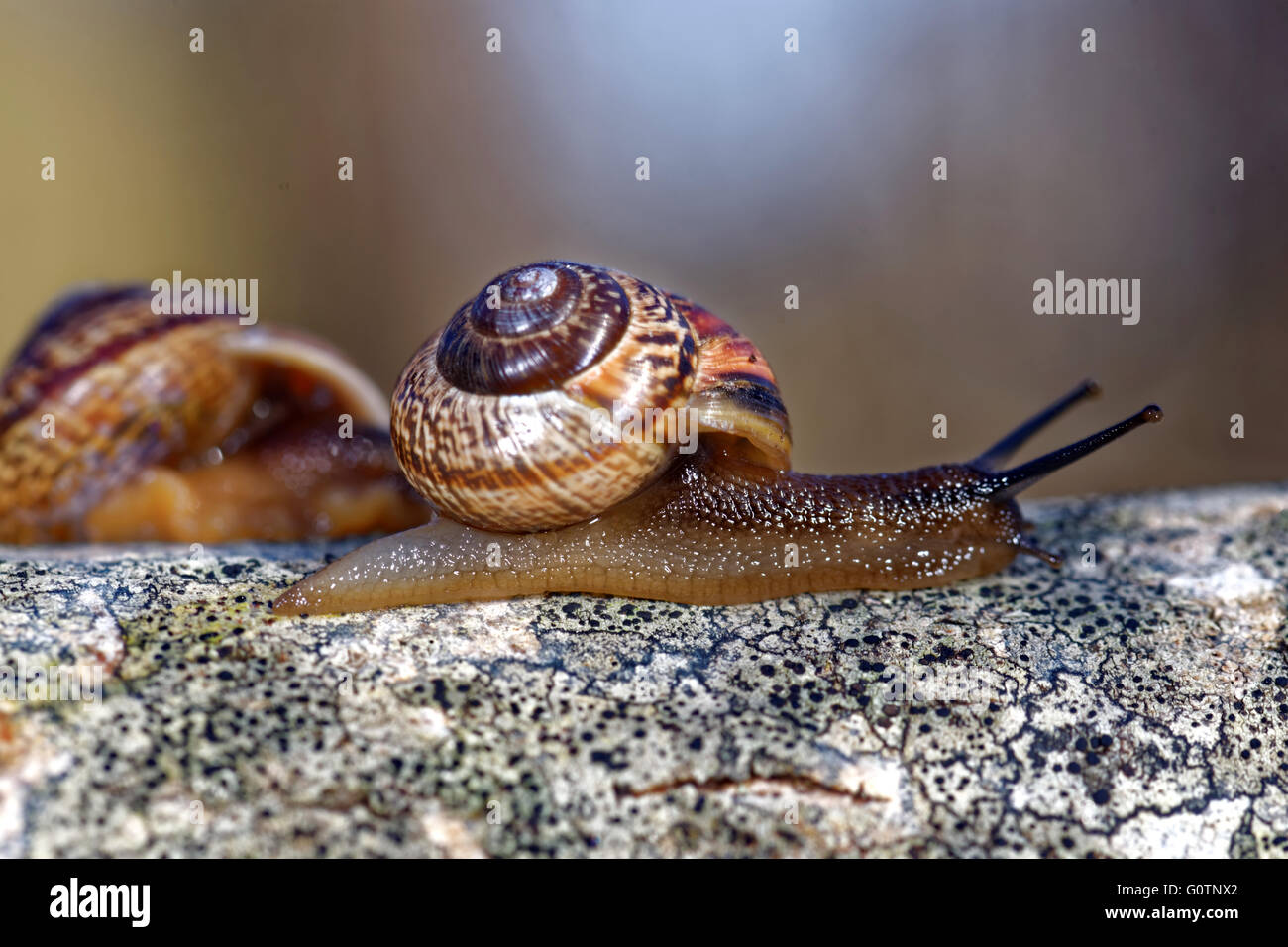 Cepaea nemoralis hi-res stock photography and images - Alamy