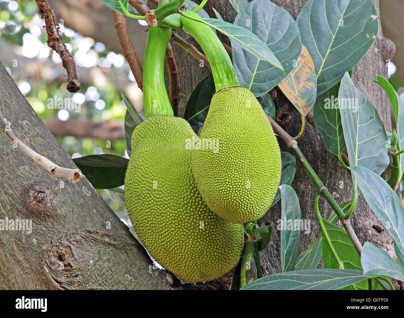 Jack Fruit Tree In Kerala