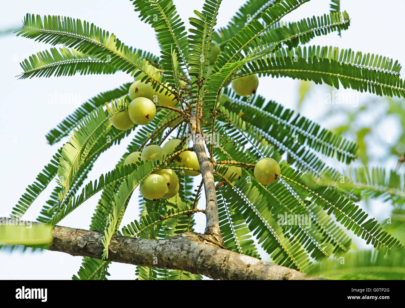 Indian gooseberry, Phyllanthus emblica. Also called amla. An essential ...
